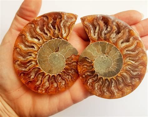 Huge Ammonite Fossil Large Genuine Fossilized Shell Fossil Specimens Ammonite Fossil Shells