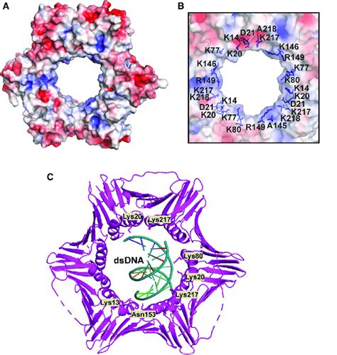 Surface Electrostatic Charge Features And Dna Interactions Of C Download Scientific Diagram