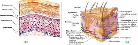 Ch 5 Integumentary System Diagram Quizlet