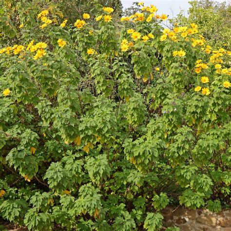 Tournesol Mexicain Tithonia Diversifolia
