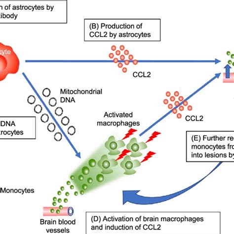 Clinical Characteristics And Csf Data Of Patients With Nmosd Nmo Download Scientific Diagram