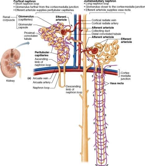 3 What Is The Difference Between Peritubular Capillaries And The Vasa