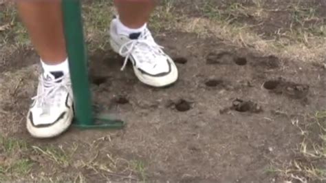 Proplugger Plants Grass Plugs Zoysia Grass Lawn Plugs Zoysia Grass Grass Plugs Lawn Care