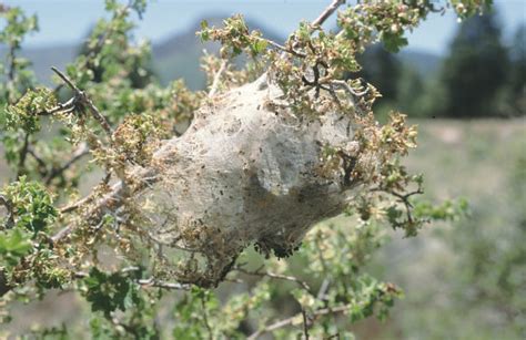Tent Caterpillars And Web Worms Northwest Center For Alternatives To Pesticides