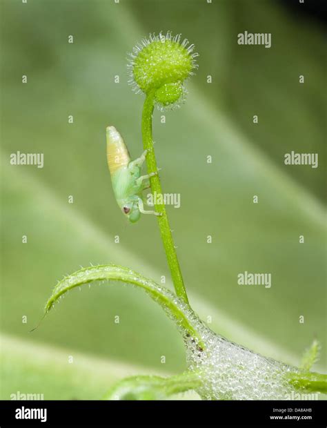 Nymphal Form Of Spittlebug Encased In Foam For Protection And Moisture
