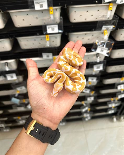 Mandarin Albino H Clown Pos H Ghost Vs Sexy Ball Python