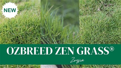 Zoysia Grass Feed At Milton Fields Blog
