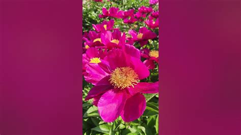 합천 합천작약 핫들생태공원 합천핫들생태공원 합천여행 합천가볼만한곳 Youtube