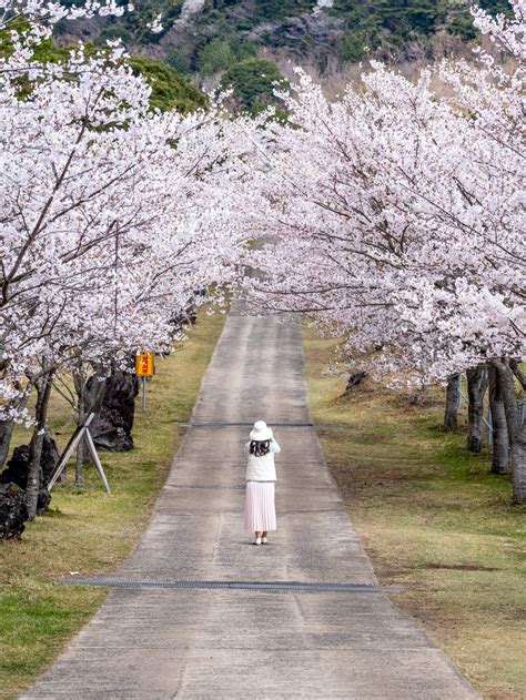 제주도 봄 여행 꼭 가봐야 할 벚꽃 명소 모음 서귀포시편 방구석걸리버