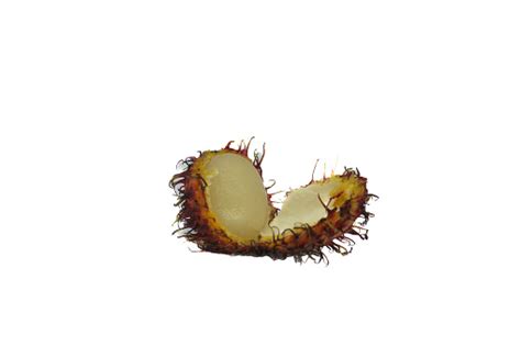 털이 많은 붉은 껍질과 흰색 과육이 보이는 반으로 자른 람부탄 과일의 클로즈업 0명에 대한 스톡 사진 및 기타 이미지 0명 가시 곤충 Istock