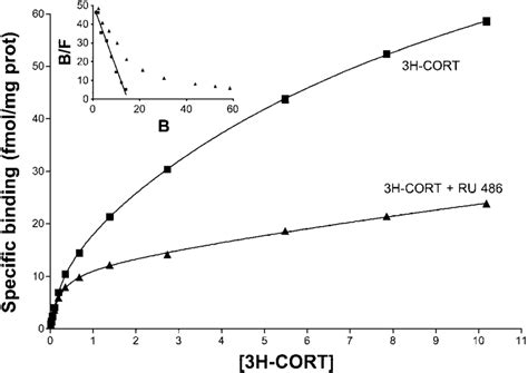 intracellular corticosteroid receptors equilibrium saturation binding
