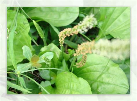 车前草图片素材 编号09204010 图行天下