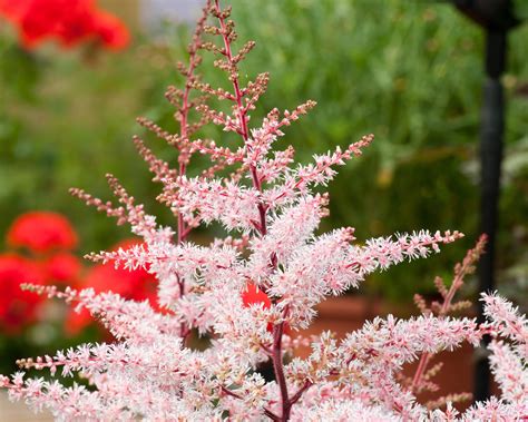 Astilbe Delft Lace Bare Roots Buy Soft Pink False Goats Beard