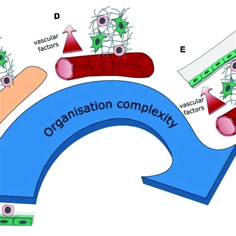 Evolution Of System Complexity Over Time Evolution In The Download Scientific Diagram