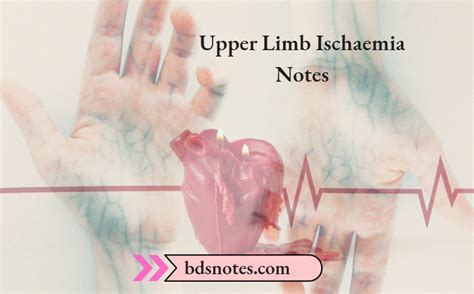 Upper Limb Ischaemia Notes Bds Notes Upper Limb Ischaemia Notes Bds Notes