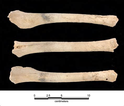 19 Photographs Of The Deer Tibia Cord Holder Pin Download Scientific Diagram 19 Photographs Of The Deer Tibia Cord Holder Pin Download Scientific Diagram