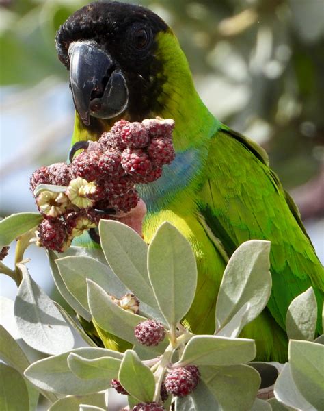 Nanday Conure Parrot Profile A Black Hooded Beauty Psittacology