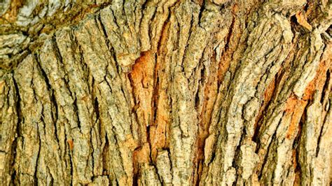 How To Identify A Box Elder Tree Key Features