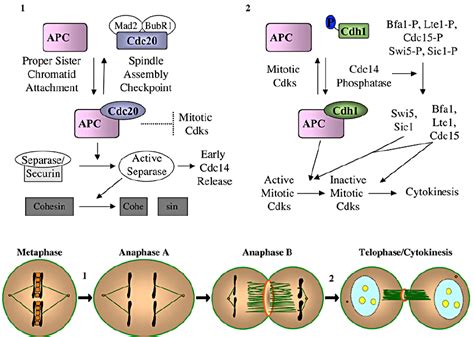 Outline Of The Signaling Pathways That Regulate Apc Activity During