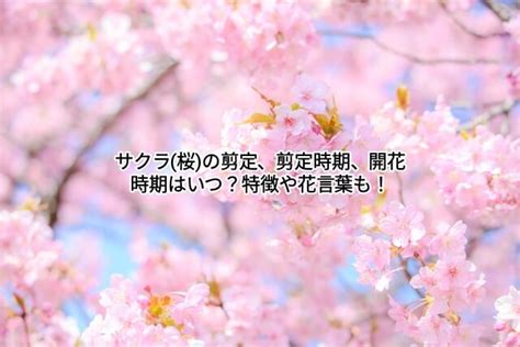 サクラ 桜 の剪定剪定時期開花時期はいつ特徴や花言葉も