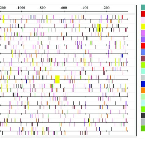Promoter Analysis For The Presence Of Cis Regulatory Elements A