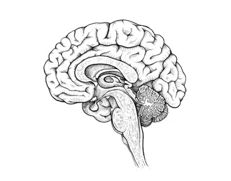 Saggital View Of Brain Quiz
