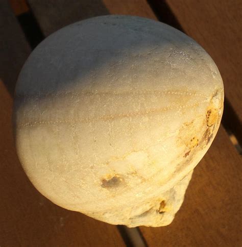 Unknown Fossil Found In Flint From Brighton Uk R Fossilid