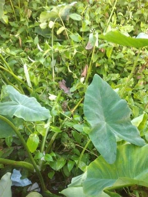 စွန့်ပစ်ခံရသည့် မွေးကင်းစအရွယ် ကလေးငယ် ဆေးကုသမှု ခံယူနေရ သံလွင်ခက်