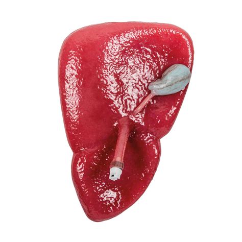 Liver W Gallbladder 1025971 Stops Medical Lvr 훈련마네킨 3b