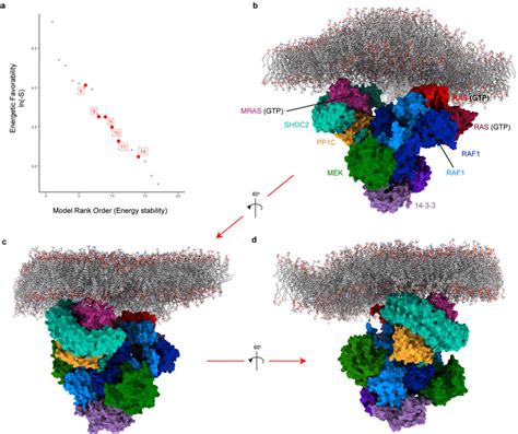 Structure Function Analysis Of The Shoc2 Mras Pp1c Holophosphatase Complex Pmc