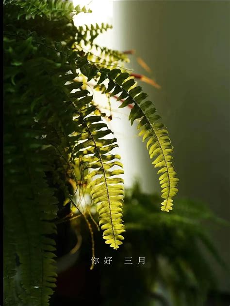 你好3月2日 你被写在三月温柔的信札 澎湃号湃客 澎湃新闻 The Paper