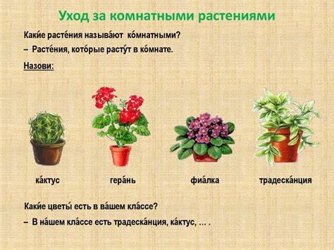 Уход за комнатными растениями презентация онлайн