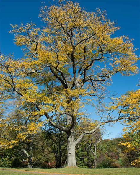 16 Most Common Trees In New York State ProGardenTips