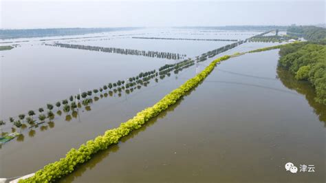东淀蓄滞洪区内第六埠村最新航拍画面 洪水 水位 种植