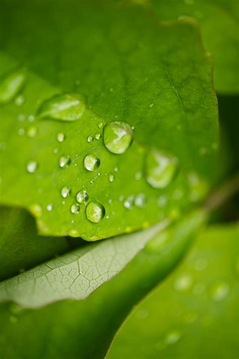 Обои для рабочего стола дождь капли листья