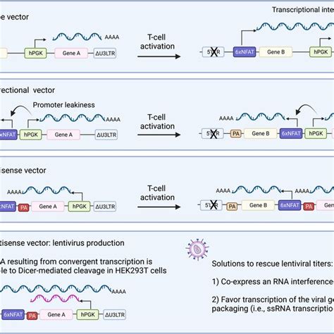 Examples Of Logic Gated Cars A For Split‐cars Both Receptors Must Be Download Scientific