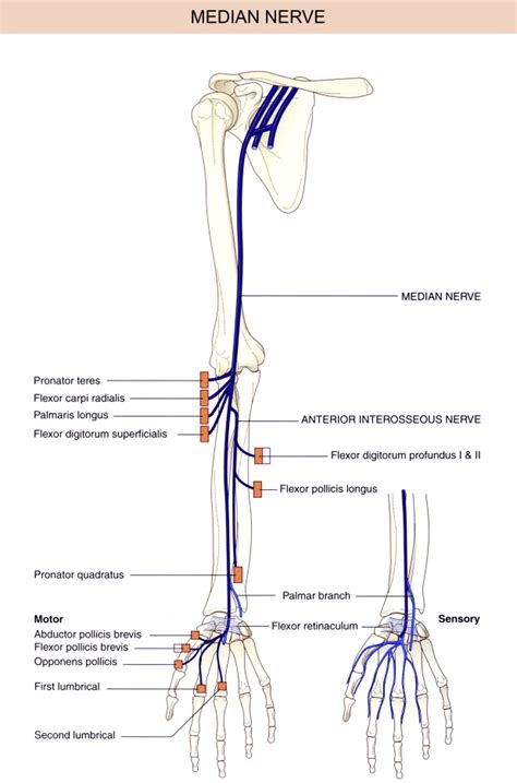 Median Nerve Physiopedia