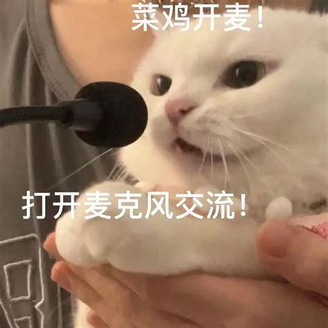 猫猫表情包 堆糖美图壁纸兴趣社区