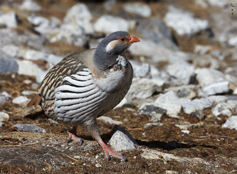 ფრინველები საქართველოში