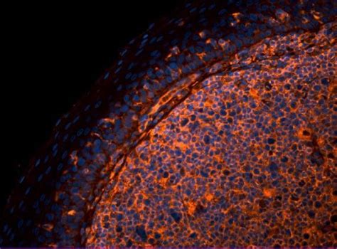 Vector Laboratories How To Use Lectins In Glycobiology Workflows