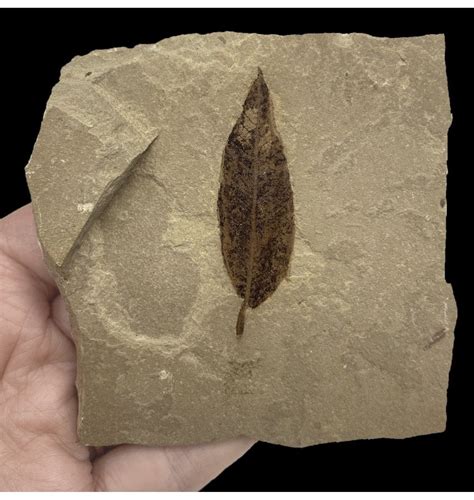 Fossils For Sale Fossils Eocene Fossil Leaf From The Green River Formation Utah Usa