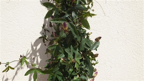 Premium Stock Video Passiflora 04