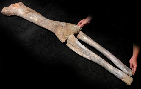Rare African Sauropod Tibia Fossil Dinosaur Leg Bone From A Diplodocoid Dbx029 Time Vault Gallery