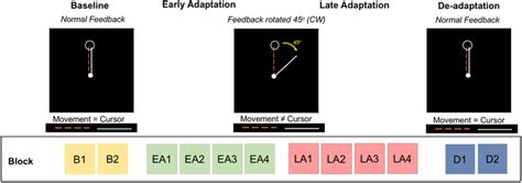 Visuomotor Adaptation Task The Task Includes Four Phases Divided Into Download Scientific