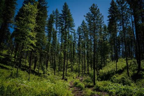 Statton Hammock On Linkedin The Us Could Remove 1 Billion Tons Of