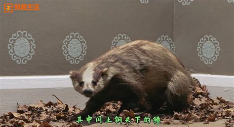 猹是什么动物图片 配图网
