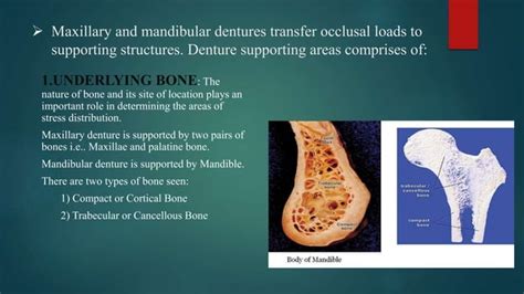 Maxillary And Mandbular Anatomical Landmarks Pptx Dental Health