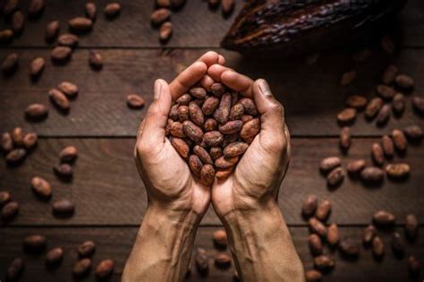 Can I Grind Cocoa Beans In A Coffee Grinder