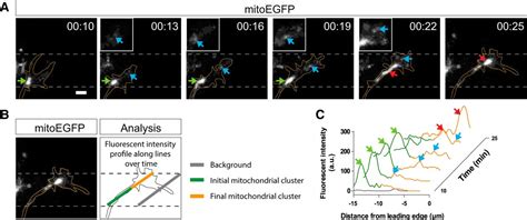 Figure 3 Syntaphilin Mediated Docking Of Mitochondria At The Growth Cone Is Dispensable For
