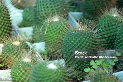 미니 선인장 흰색 사각형 냄비에 재배입니다 두께 다 육 줄기 쪽이 일반적으로 가진 다 즙 식물 0명에 대한 스톡 사진 및 기타 이미지 Istock